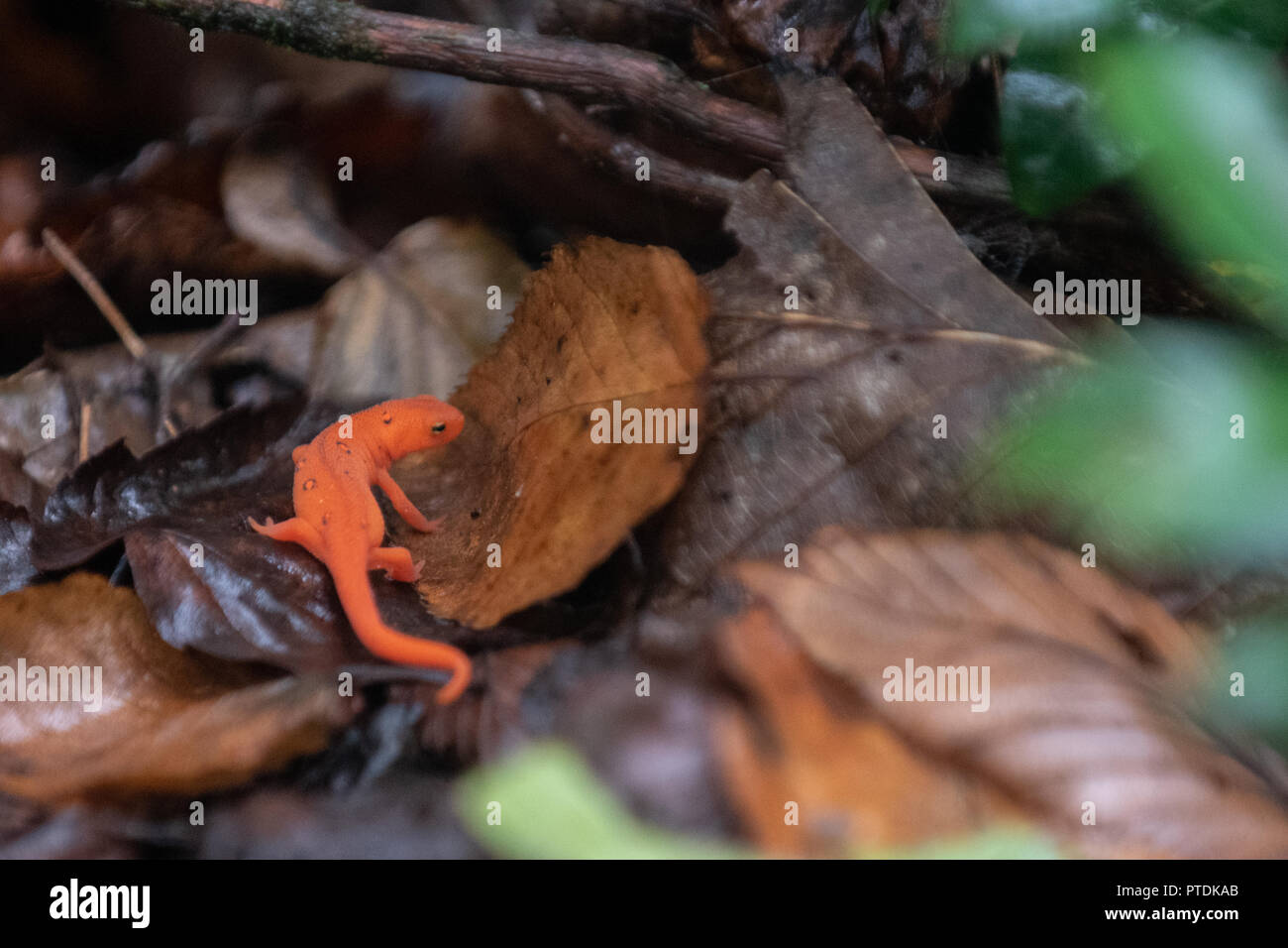 Newt life cycle hi-res stock photography and images - Alamy