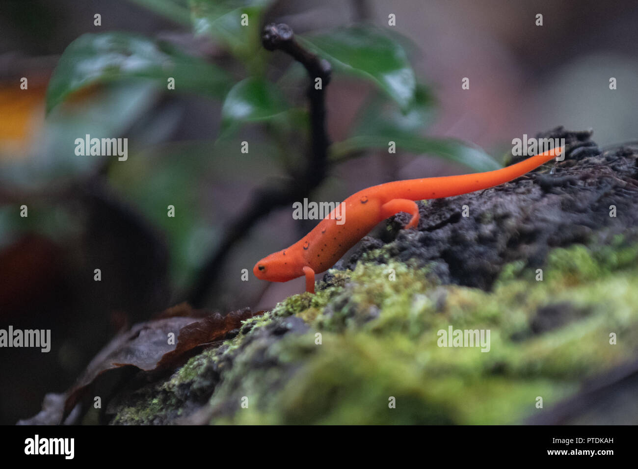 Eastern red-spotted newt in the forest on Hawk Mountain - The Eastern ...