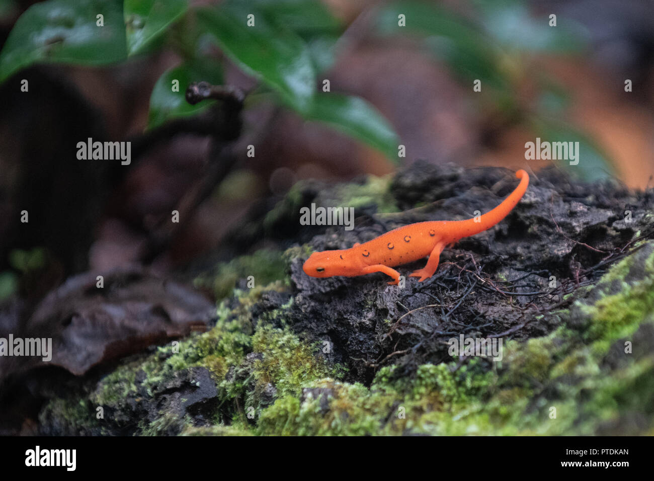 Newt life cycle hi-res stock photography and images - Alamy