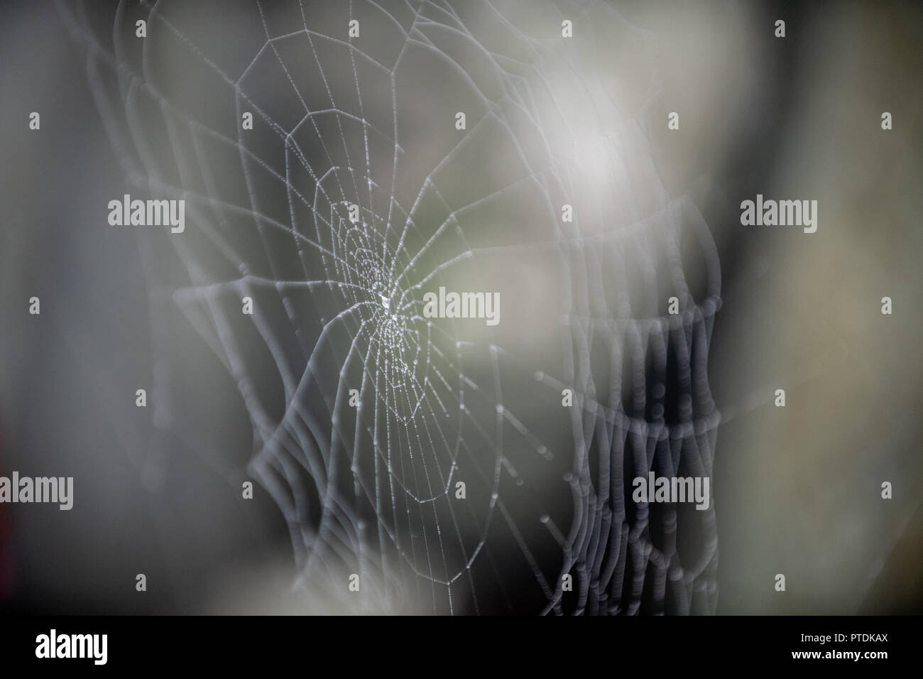 Arachnids spiders hi-res stock photography and images - Alamy
