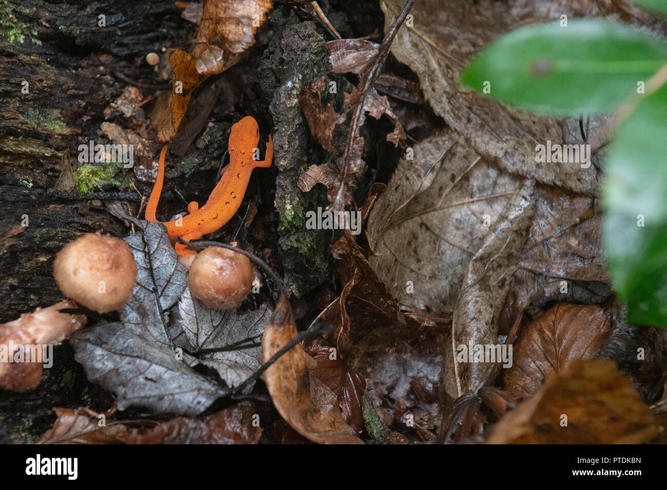 Newt life cycle hi-res stock photography and images - Alamy