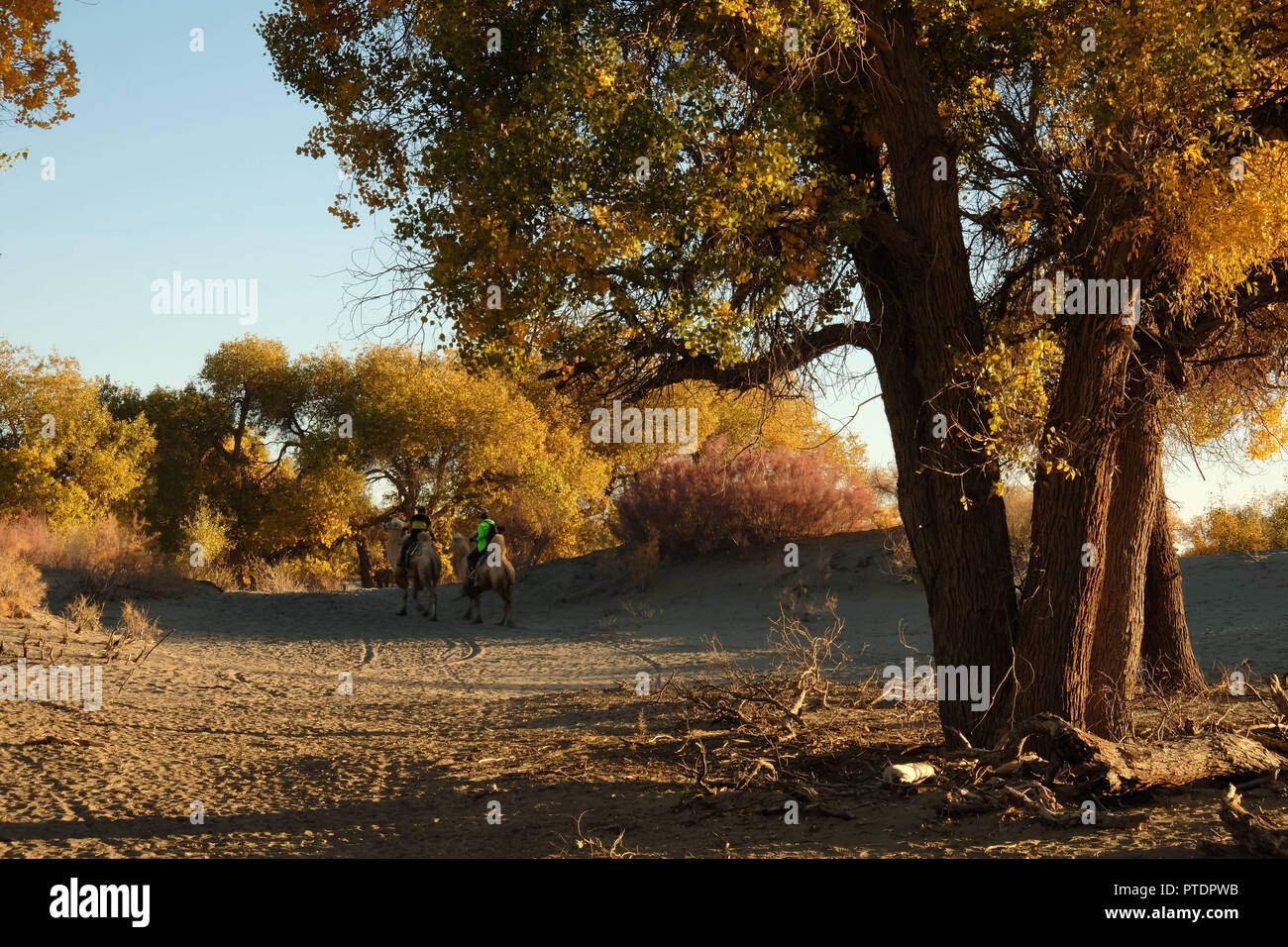 Mongolia populus hi-res stock photography and images - Alamy