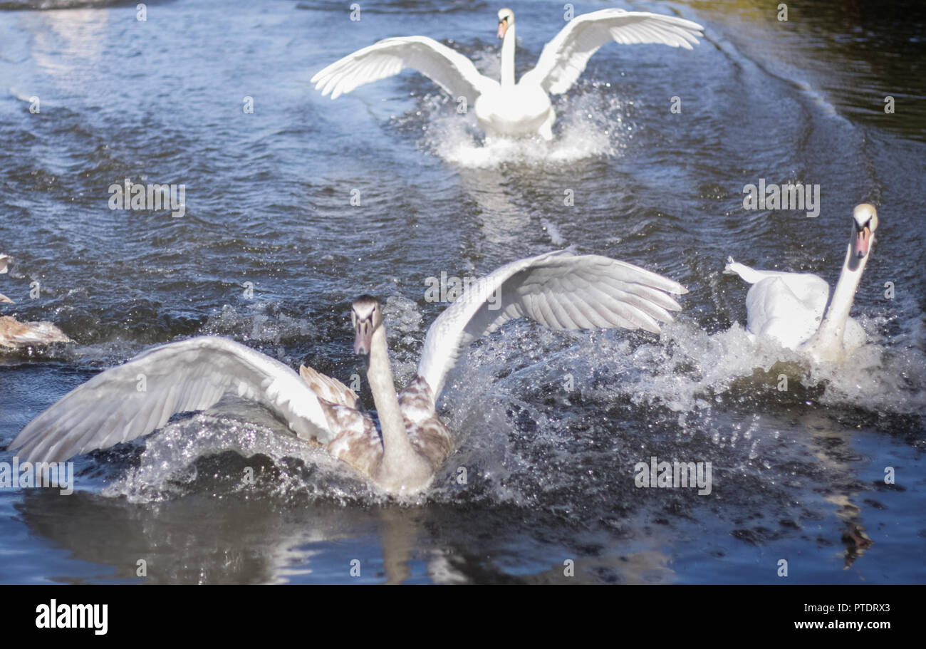 Cyfarthfa park hi-res stock photography and images - Alamy