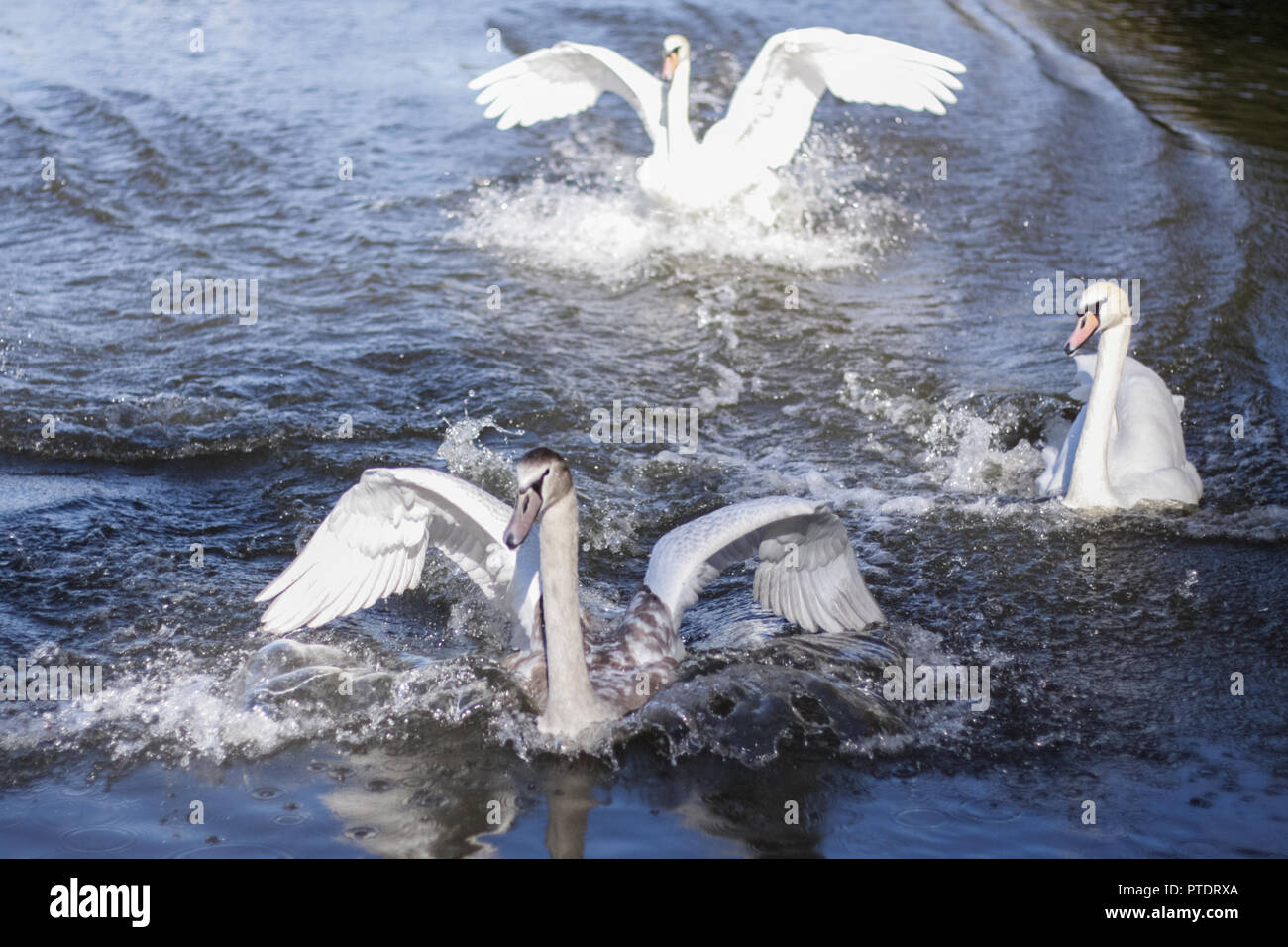 Cyfarthfa Park, Merthyr Tydfil, South Wales, UK. 9 October 2018. UK ...