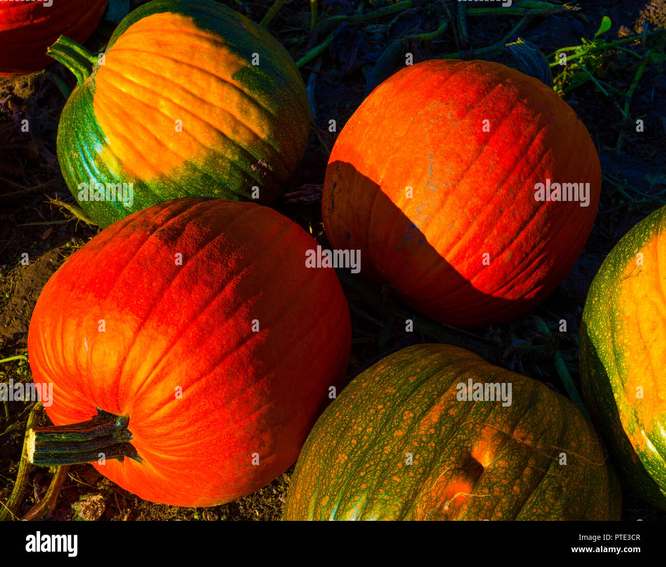 brightly colored pumpkins Stock Photo - Alamy