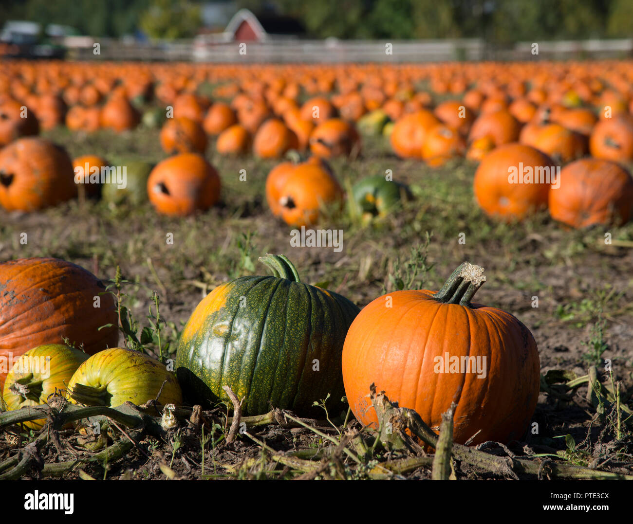 Large pumpkin patch on farm Stock Photo - Alamy