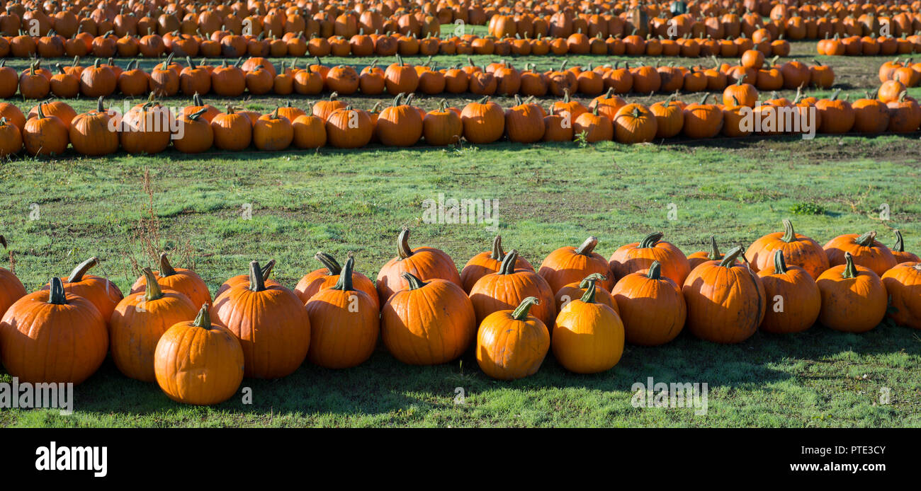 Round orange pumpkin hi-res stock photography and images - Alamy