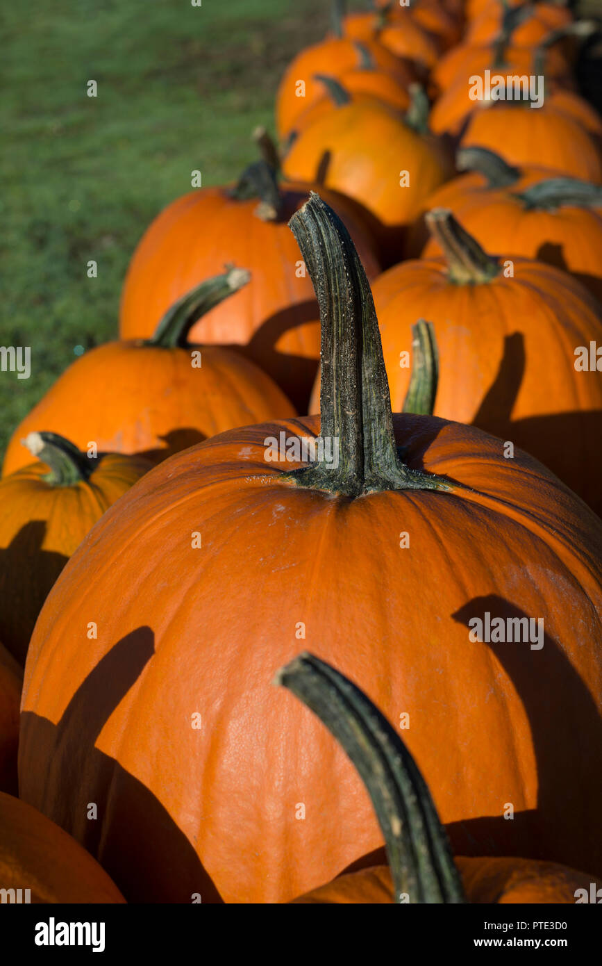 Cucurbita pumpkins assortment hi-res stock photography and images - Alamy