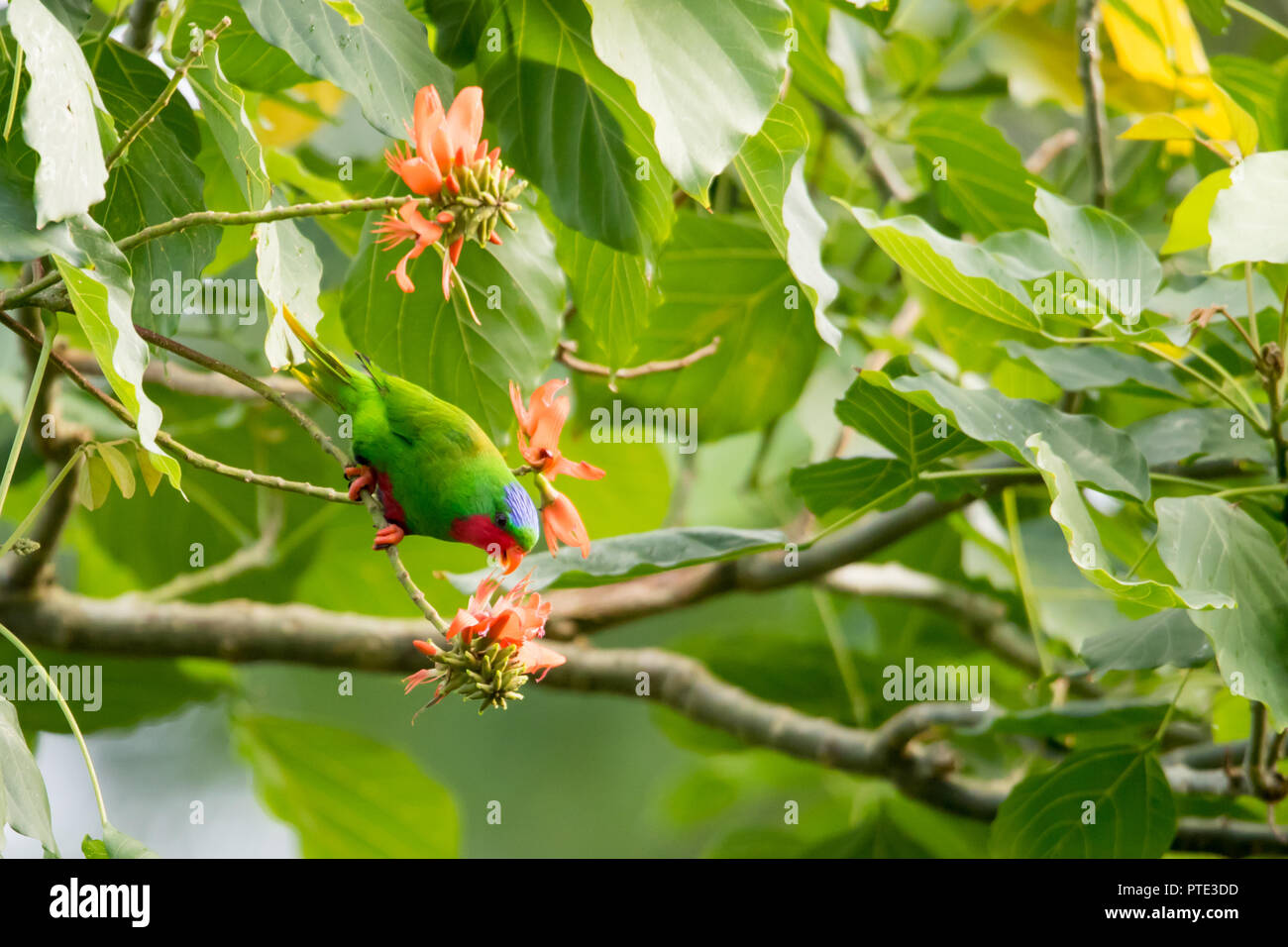 Vini australis hi-res stock photography and images - Alamy