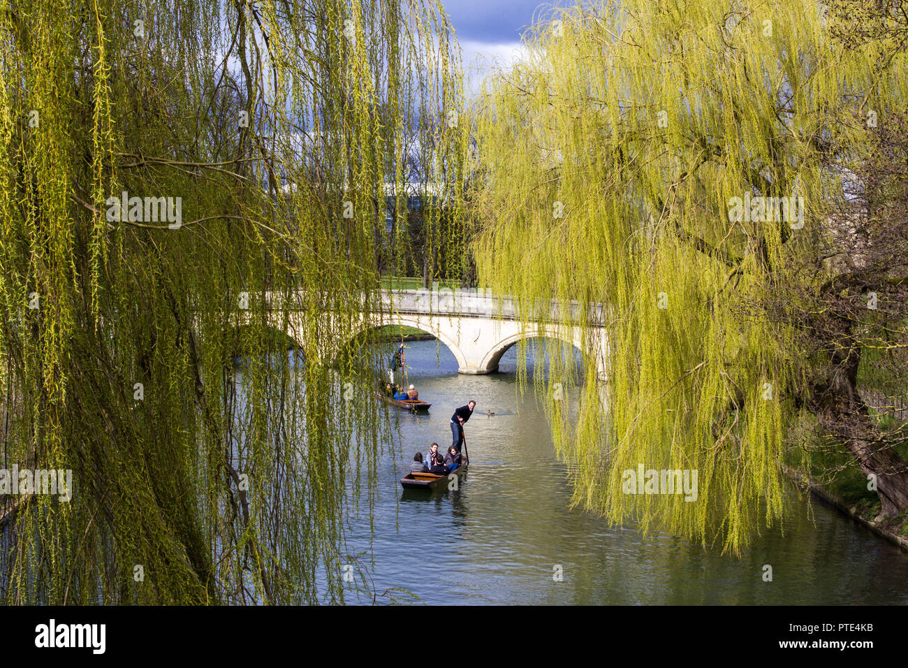Two boats punting down the River Cam near Weeping Willow trees Stock ...