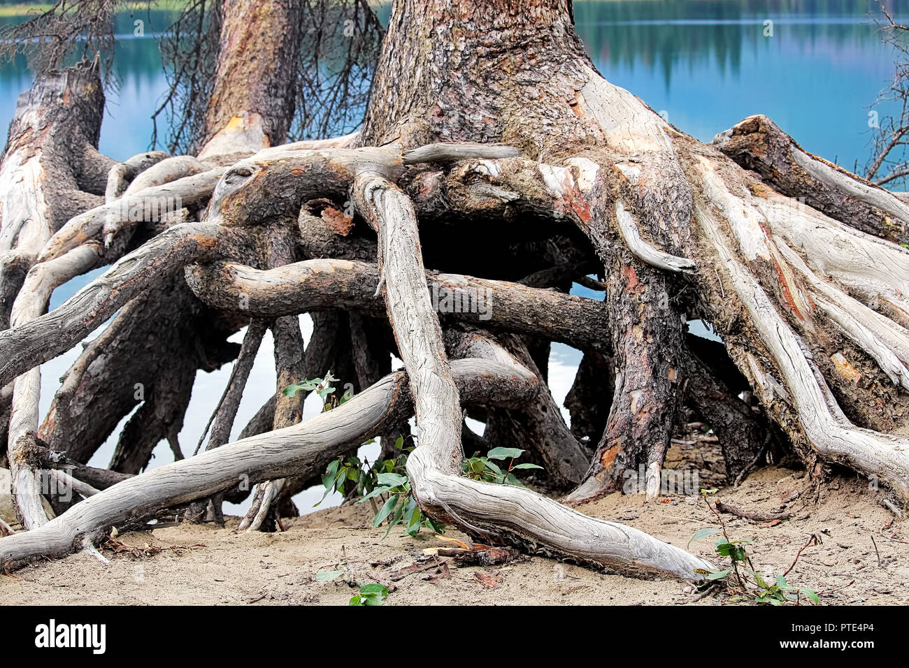 Tree roots twisted hi-res stock photography and images - Alamy