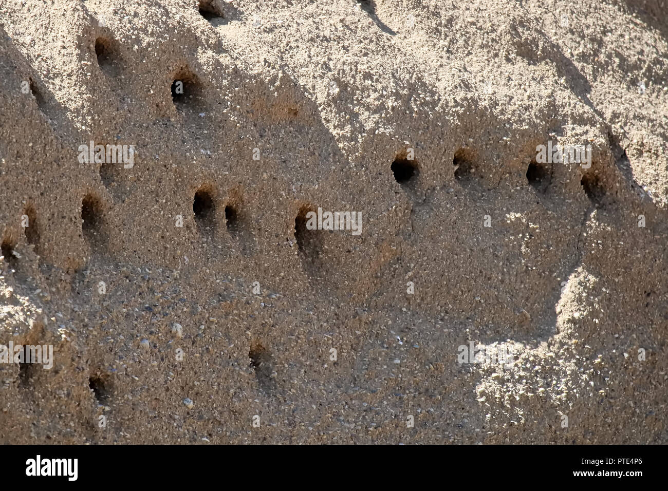 Sand martin bird hi-res stock photography and images - Alamy