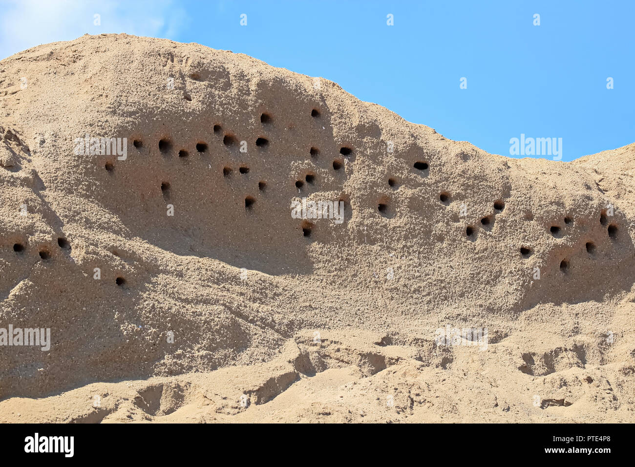 Sand martin bird hi-res stock photography and images - Alamy