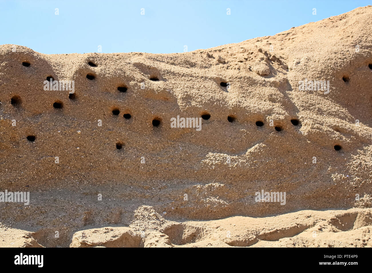 Sand martin bird hi-res stock photography and images - Alamy