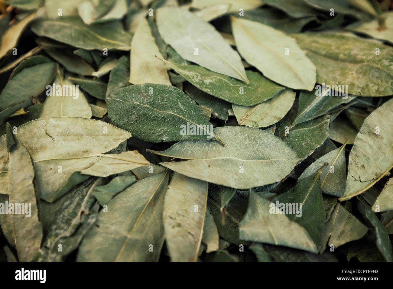 Coca tree erythroxylum coca hi-res stock photography and images - Alamy
