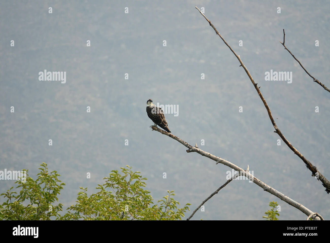 The osprey or more specifically the western osprey — also called sea ...
