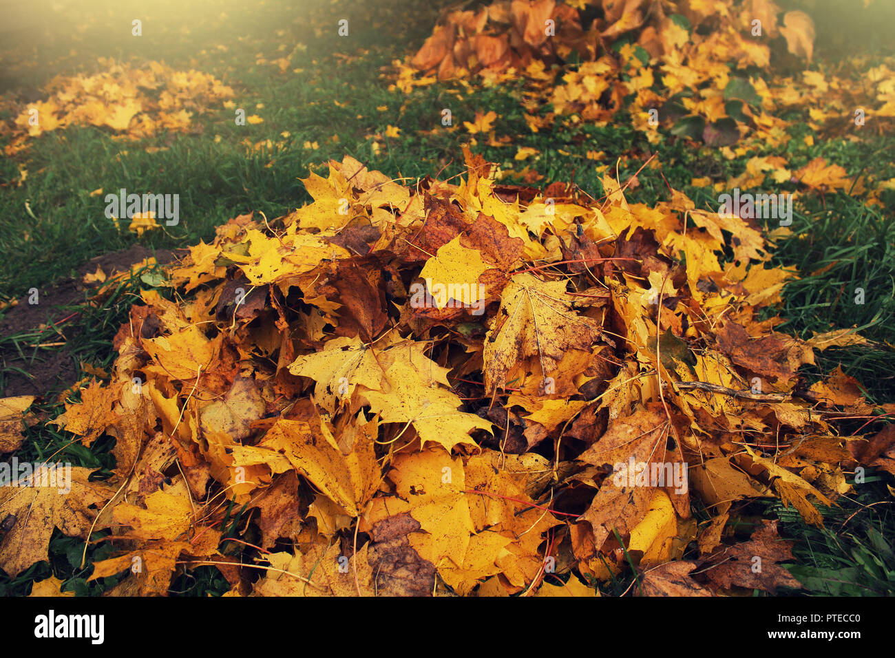 Pile of fallen leaves in autumn park. Fall background Stock Photo - Alamy