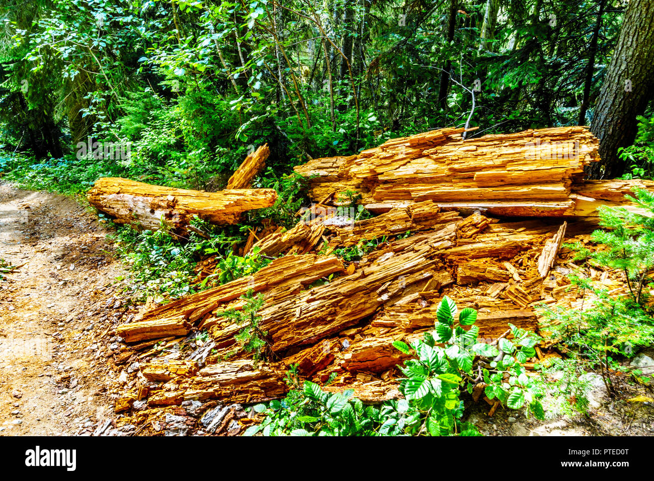 Decomposed tree trunk on a hiking trail to Falls Lake near the ...