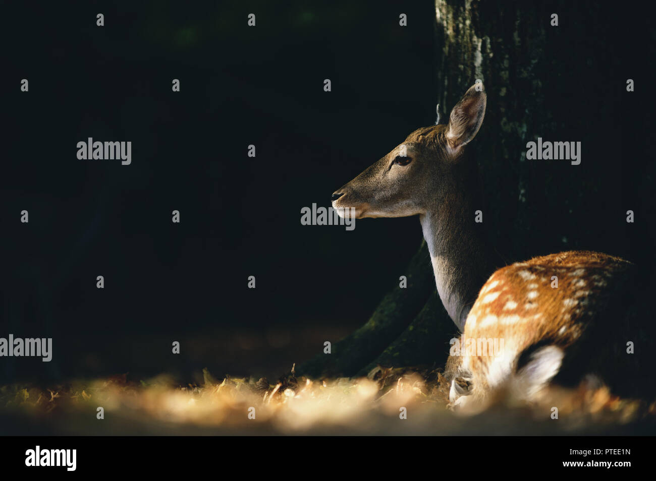 Autumnal Scene: Beautiful Fallow Deer Lying under the Tree in Falling ...