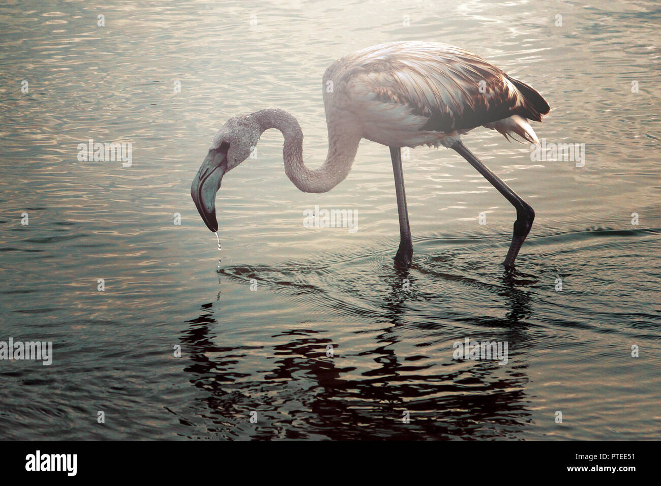 A young flamingo raised his head from the water Stock Photo - Alamy