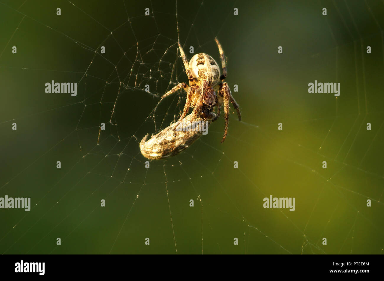 Spider moth caught and tangled in the web after the bite, close Stock ...