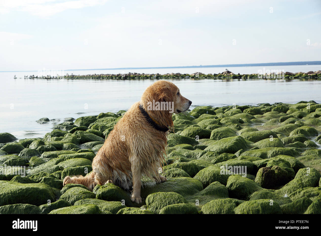 Wet look stones High Resolution Stock Photography and Images - Alamy