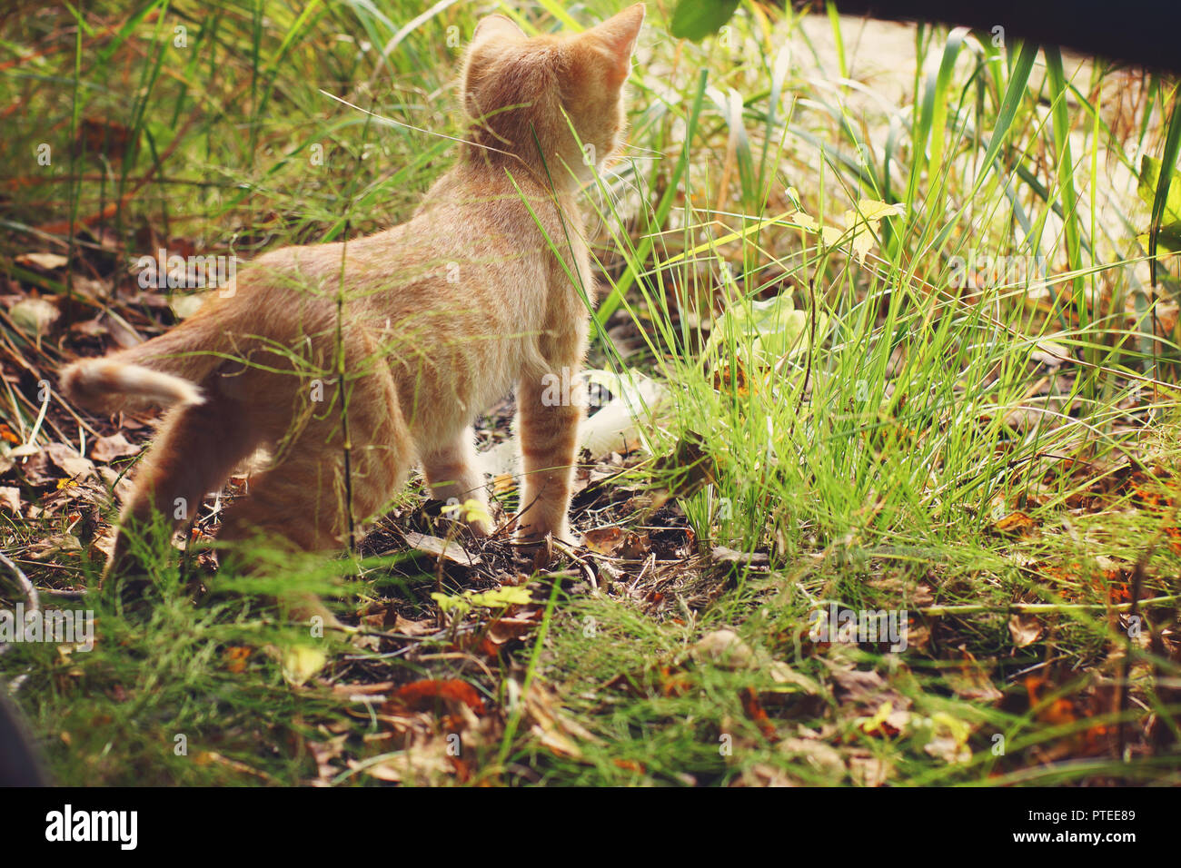 Red-haired kitten stands with his back to us and looks forward Stock ...