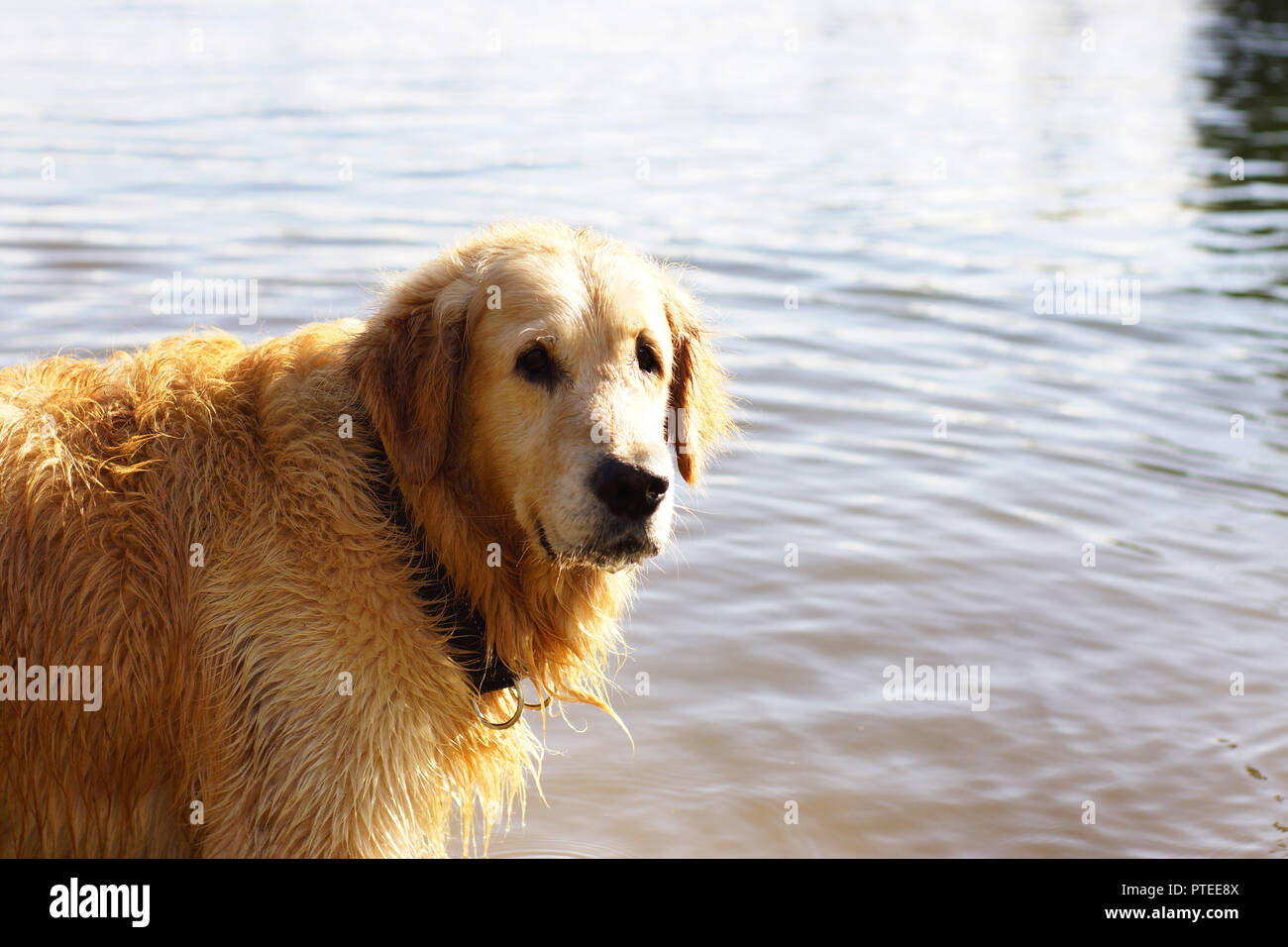 Water Retriever Breeds