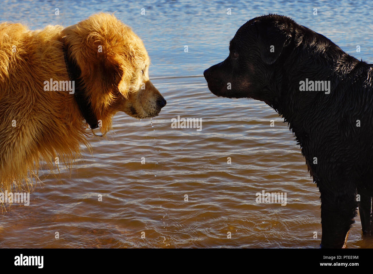 Two dogs stand opposite in the water, confrontation, different breeds ...