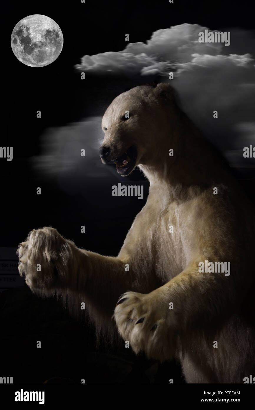 The polar bear stands full-length on a moonlit night Stock Photo - Alamy