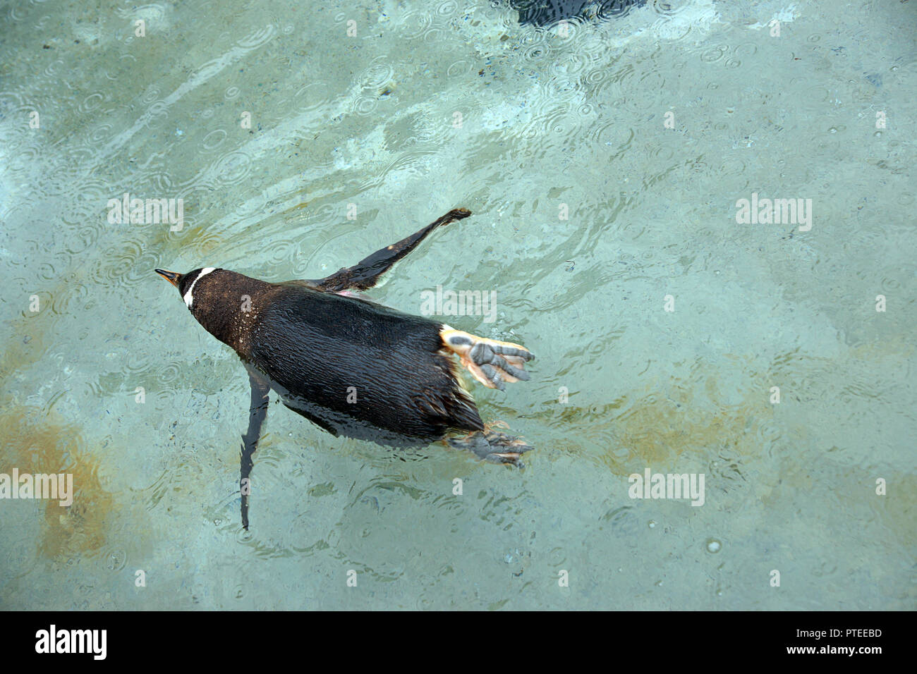 Penguin floats in blue water, spreading its wings Stock Photo - Alamy