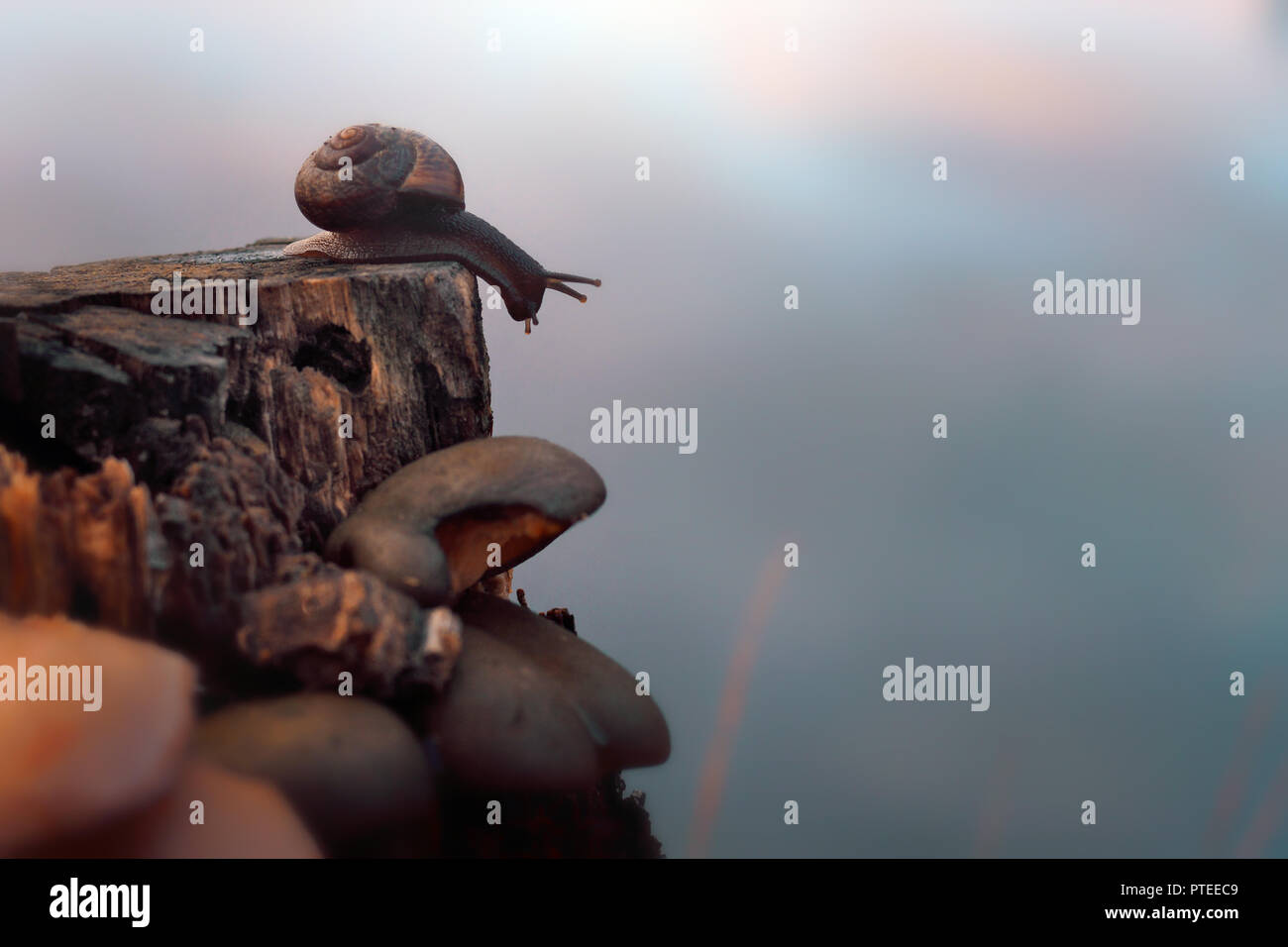 The snail crawls along the stump near the lake in the fall Stock Photo ...