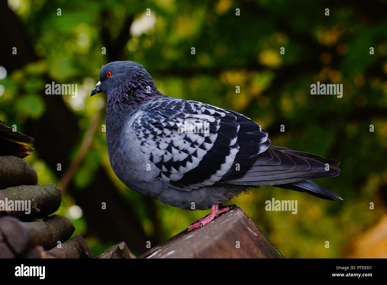 Gray dove with a bright neck in profile on a background of greenery ...