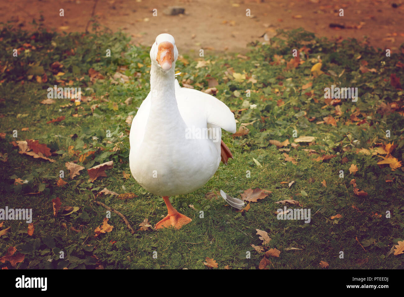 A white goose stands on one foot in a clearing in autumn, a horizontal ...