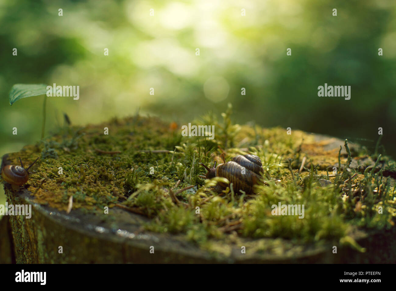 Covered in slime hi-res stock photography and images - Alamy