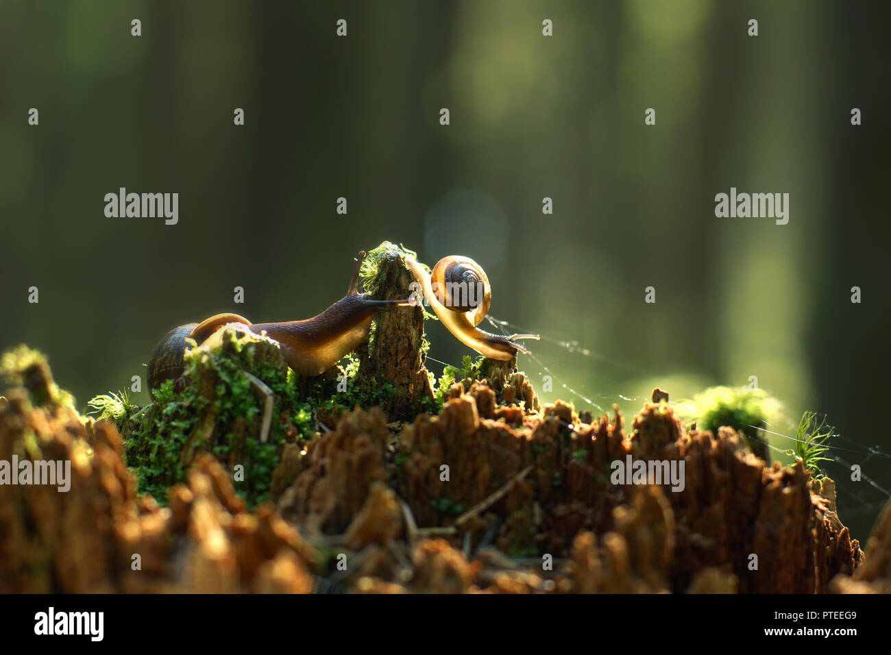 Two snails creep along the broken red stump with the morning forest ...