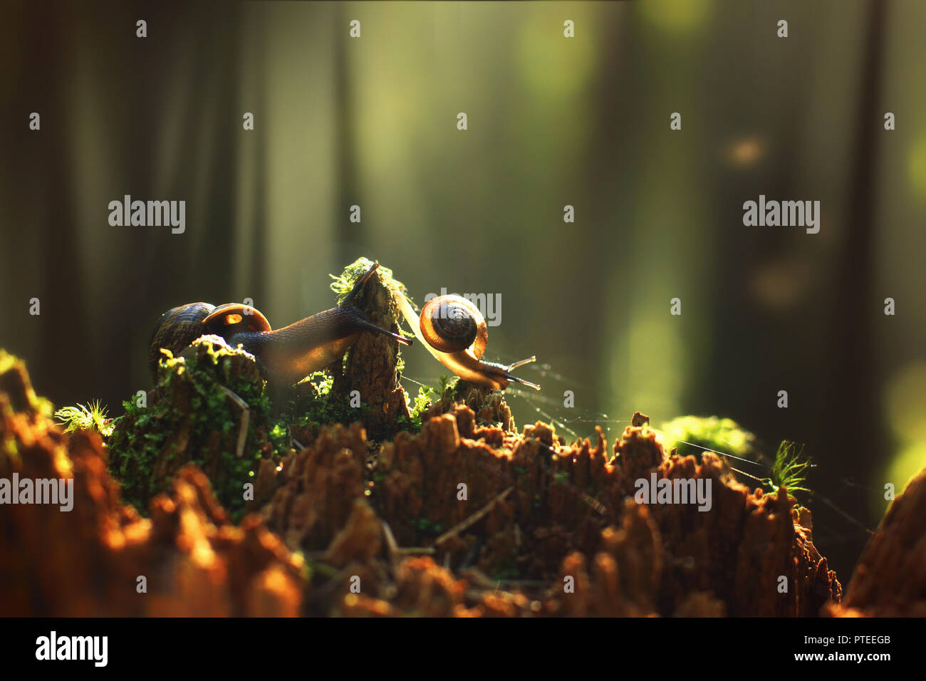Two snails creep along the broken red stump with the morning forest ...