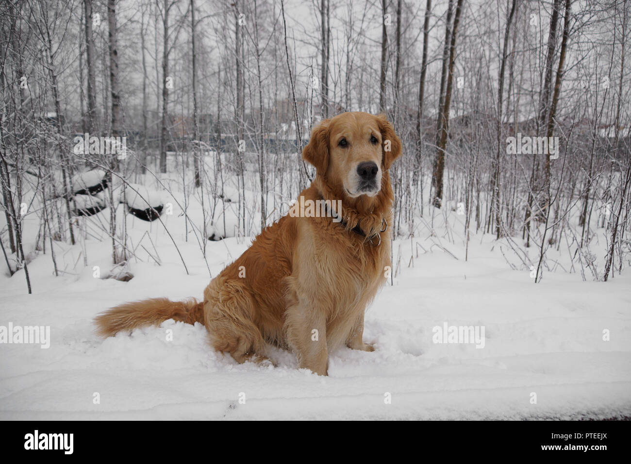 Golden retriever puppy with red collar hi-res stock photography and ...