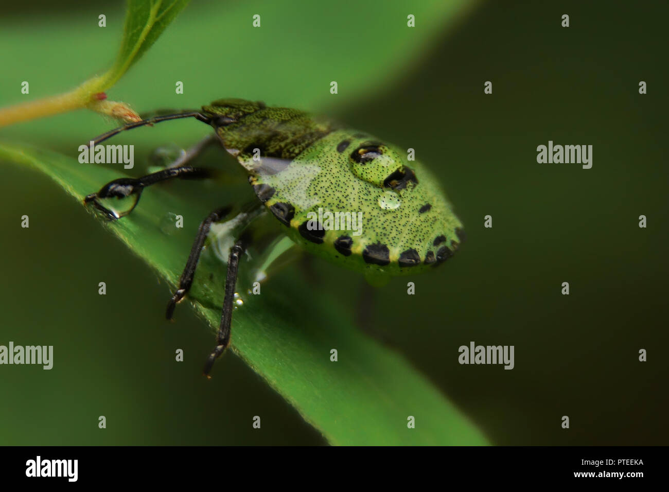 Stink bug water High Resolution Stock Photography and Images - Alamy