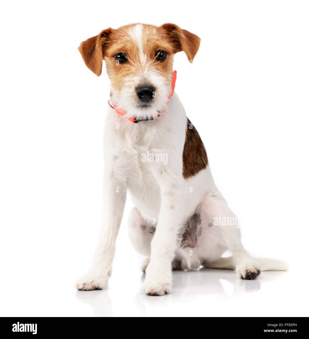 Studio shot of an adorable Jack Russell Terrier sitting on white ...