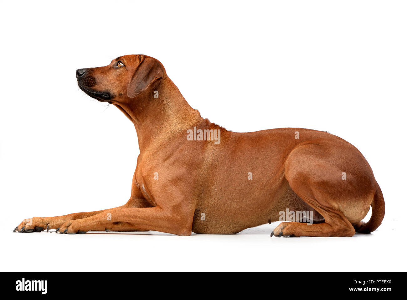 Rhodesian ridgeback coat hi-res stock photography and images - Alamy