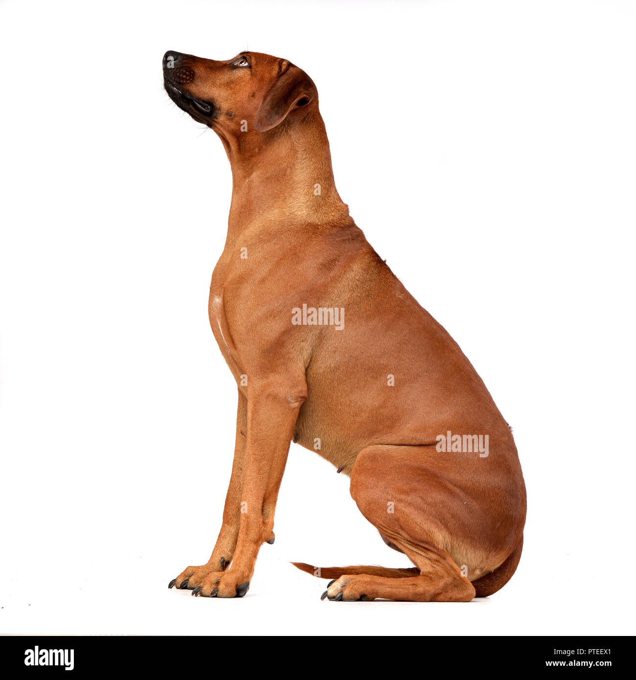 Rhodesian ridgeback coat hi-res stock photography and images - Alamy
