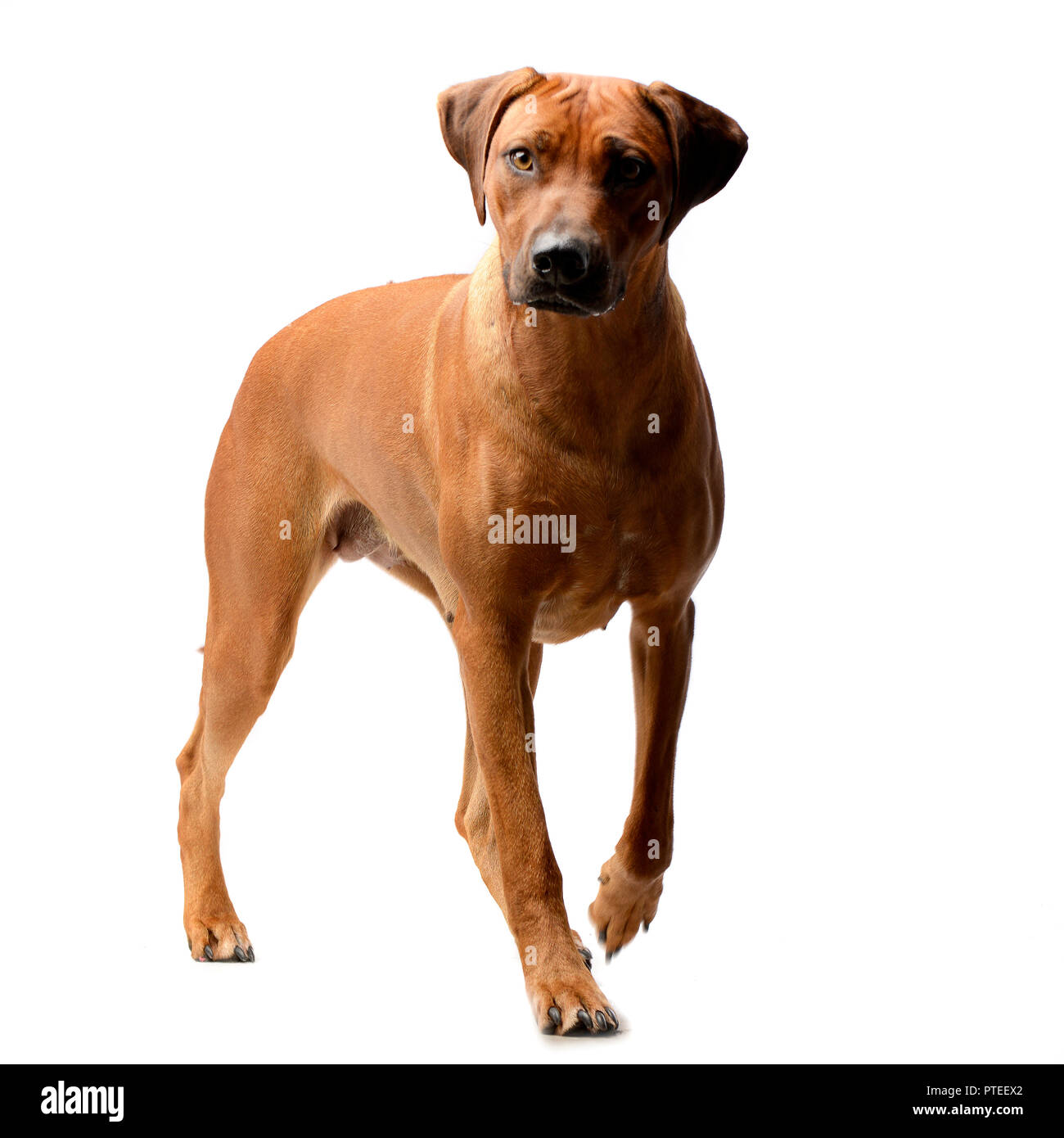 Studio shot of an adorable Rhodesian ridgeback standing on white ...