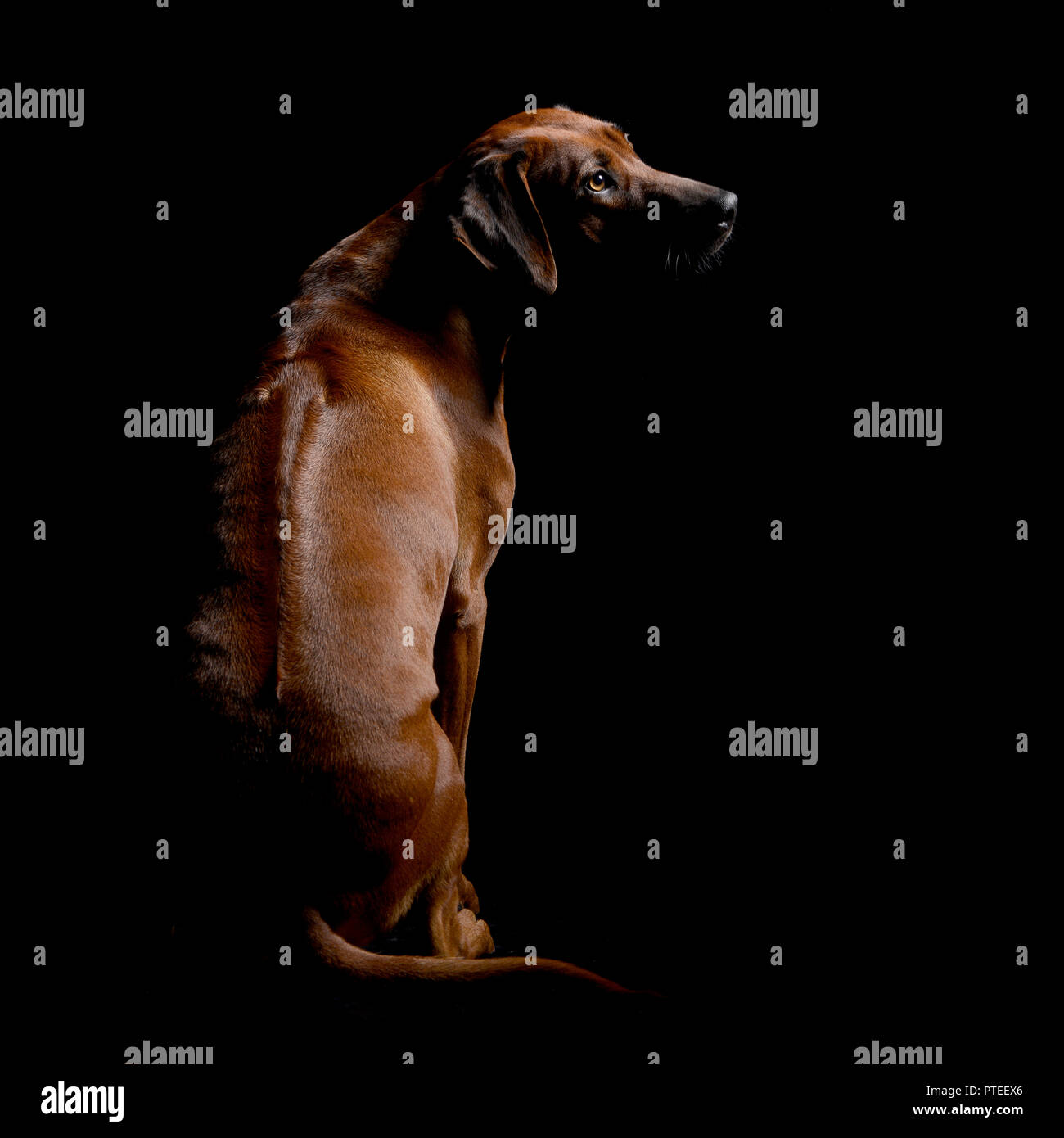 Rhodesian ridgeback silhouette hi-res stock photography and images - Alamy