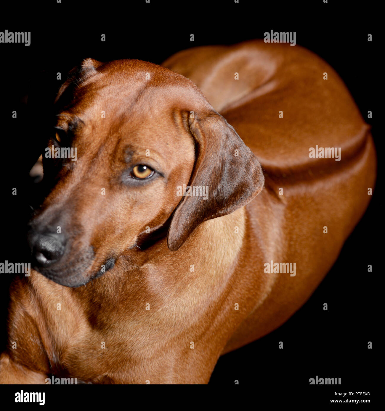 Rhodesian ridgeback nose hi-res stock photography and images - Alamy