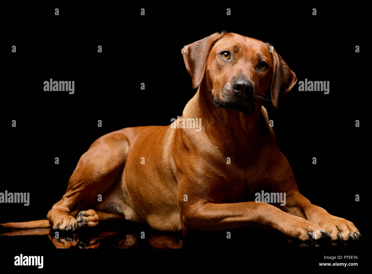 Black Rhodesian Ridgeback High Resolution Stock Photography and Images ...