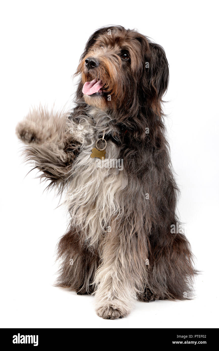 An adorable mixed breed dog lifting her front leg - studio shot ...