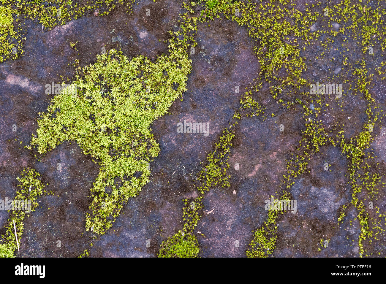 Moss rock texture hi-res stock photography and images - Alamy