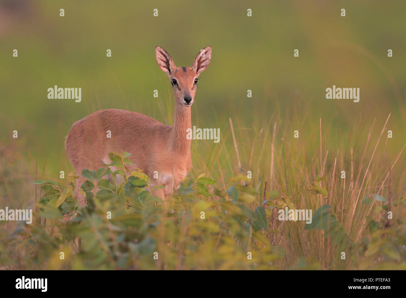 Black spot antelope hi-res stock photography and images - Alamy