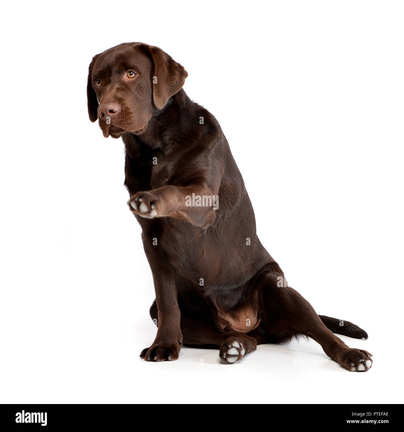 Studio shot of an adorable Labrador retriever sitting on white ...